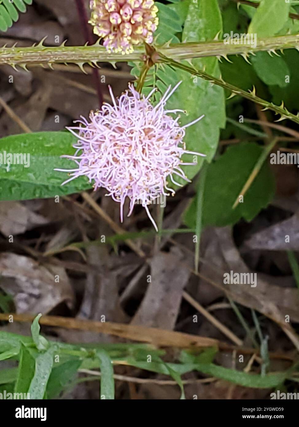 Sensitive briar hi-res stock photography and images - Alamy