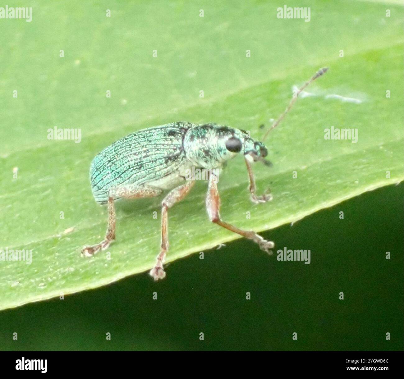 Green immigrant leaf weevil polydrusus formosus hi-res stock ...