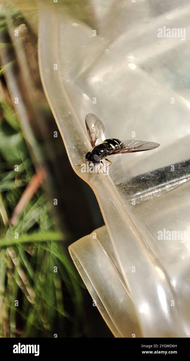 Typical Hover Flies (Syrphinae Stock Photo - Alamy