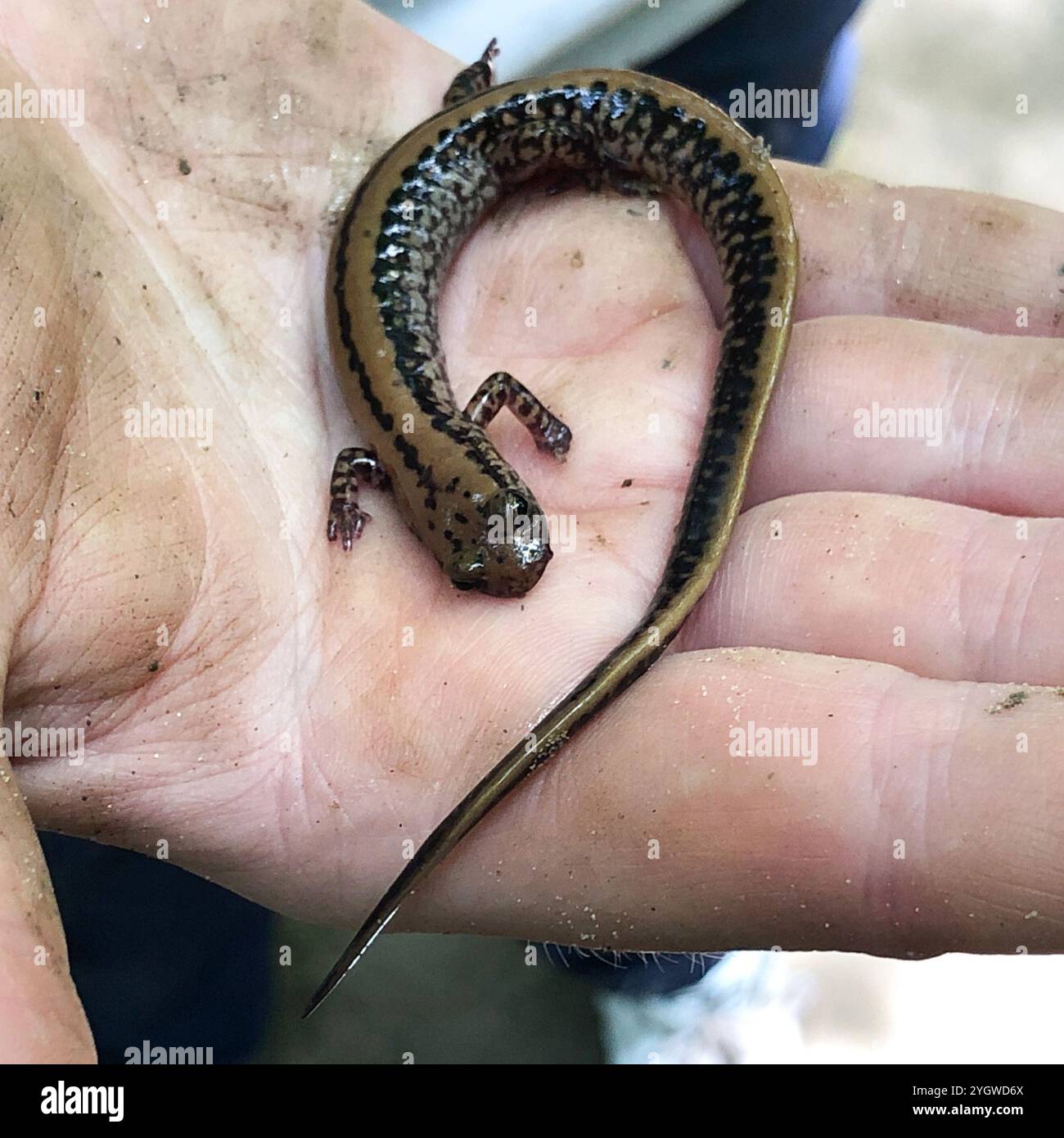 Three-lined Salamander (Eurycea guttolineata Stock Photo - Alamy