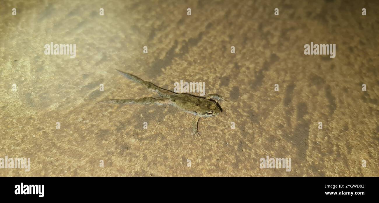 Common Eastern Froglet (Crinia signifera Stock Photo - Alamy