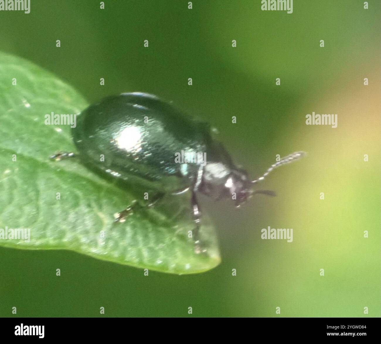 Willow Leaf Beetle (Plagiodera versicolora Stock Photo - Alamy