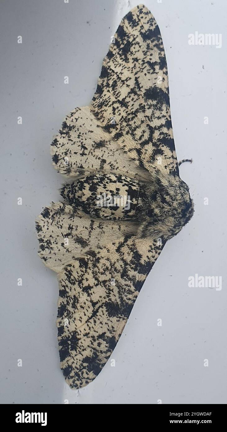 Peppered Moth (Biston betularia Stock Photo - Alamy