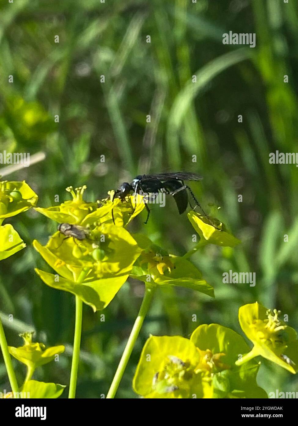 Spider Wasps (Pompilidae Stock Photo - Alamy