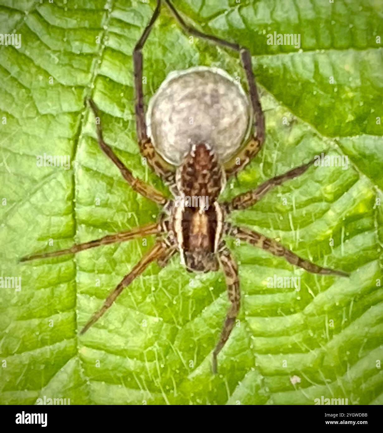 Thin-legged Wolf Spiders (Pardosa Stock Photo - Alamy