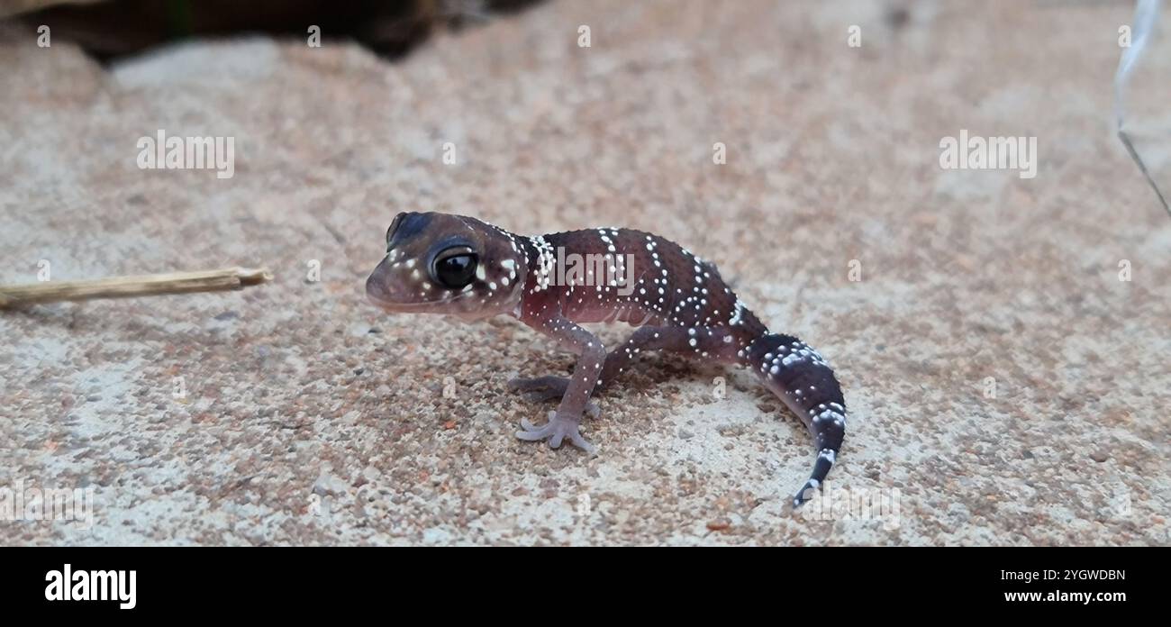 Thick-tailed Barking Gecko (Underwoodisaurus milii Stock Photo - Alamy