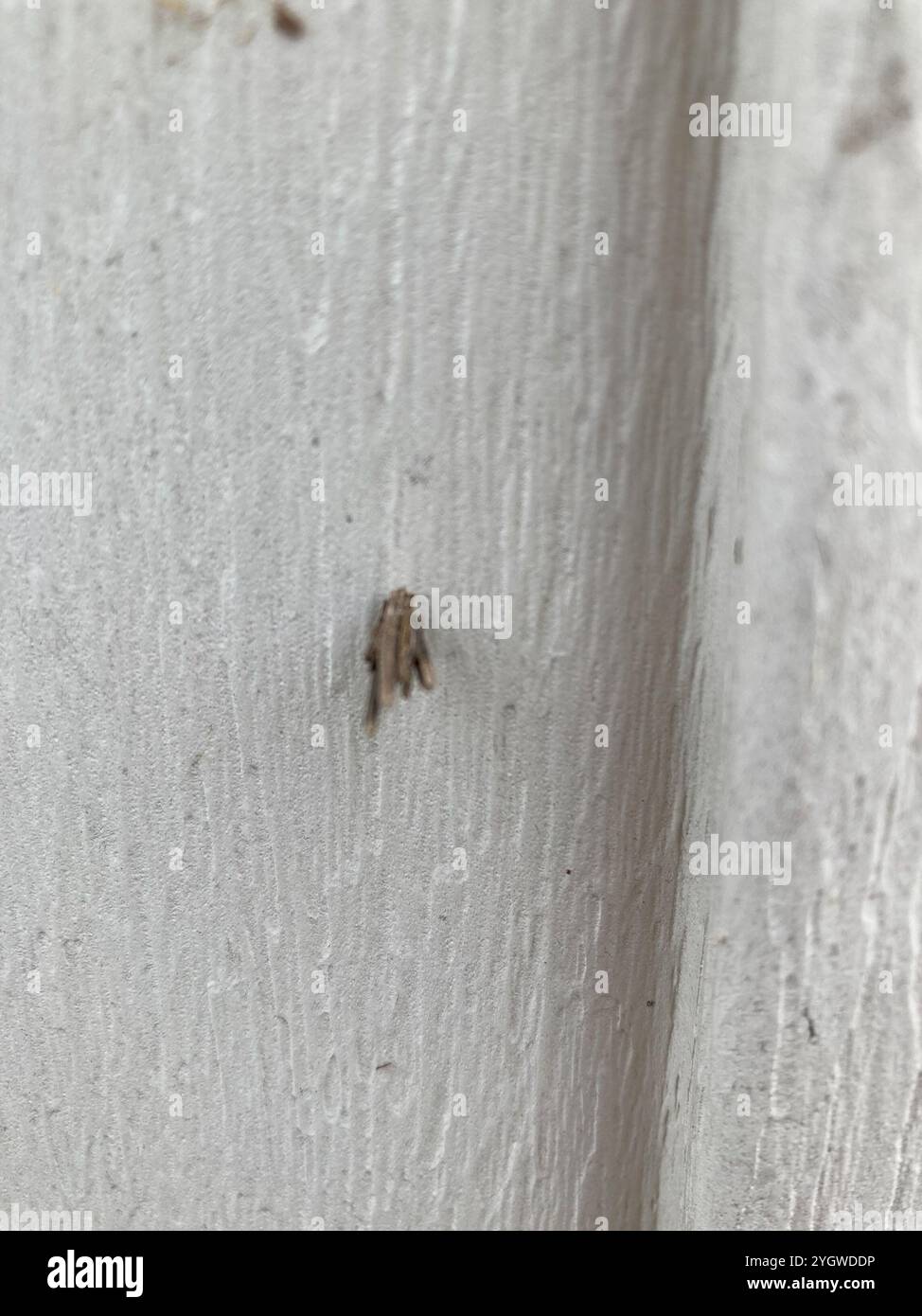 Common Bagworm Moth (Psyche casta Stock Photo - Alamy