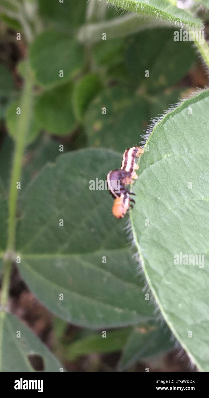 Stalk Borer Moth (Papaipema nebris Stock Photo - Alamy