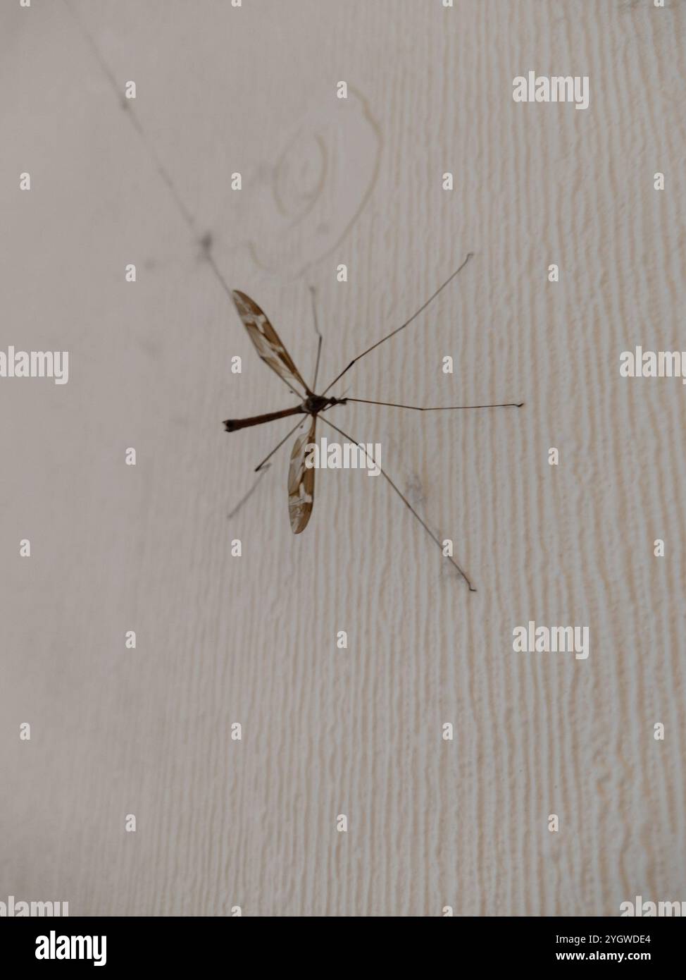 European Crane Fly (Tipula paludosa Stock Photo - Alamy