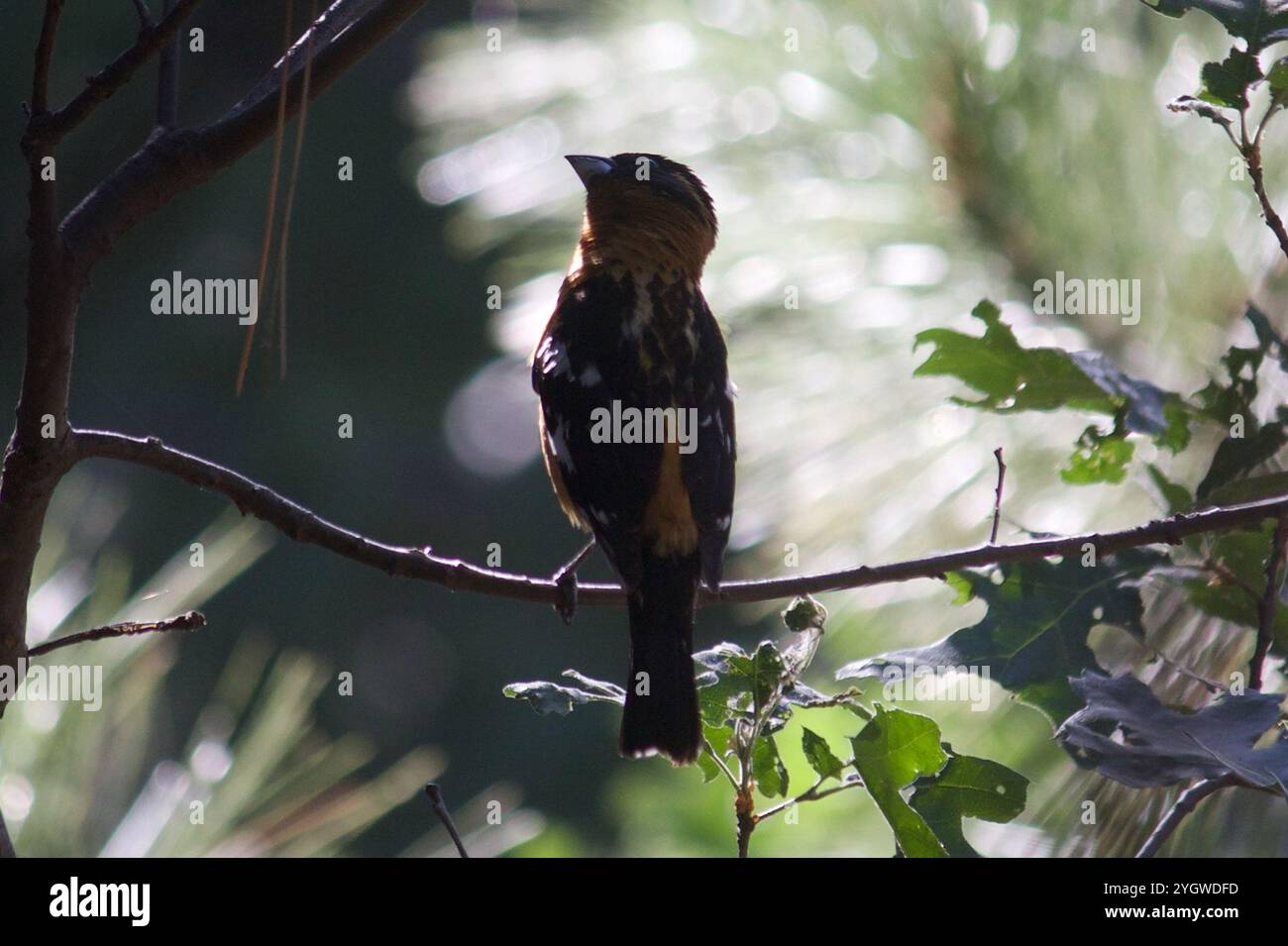 Black-headed Grosbeak (Pheucticus melanocephalus Stock Photo - Alamy