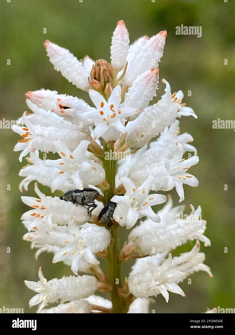 White-tubed Colicroot (Aletris farinosa Stock Photo - Alamy