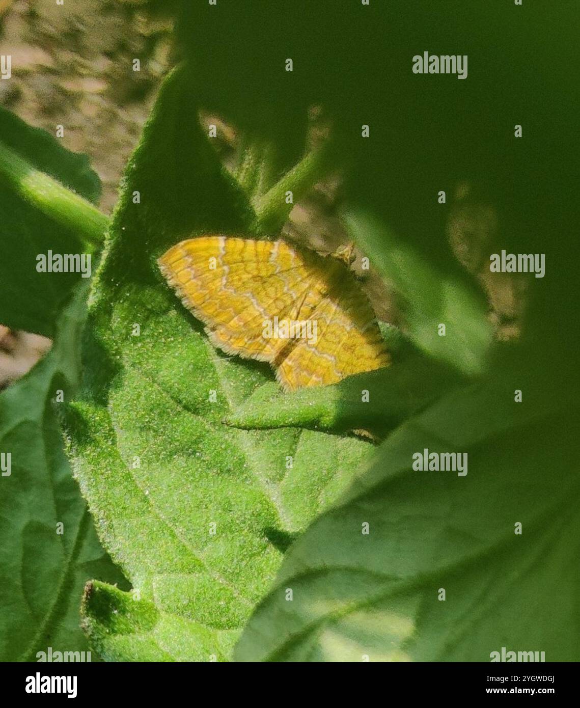 Yellow Shell Moth (Camptogramma bilineata Stock Photo - Alamy