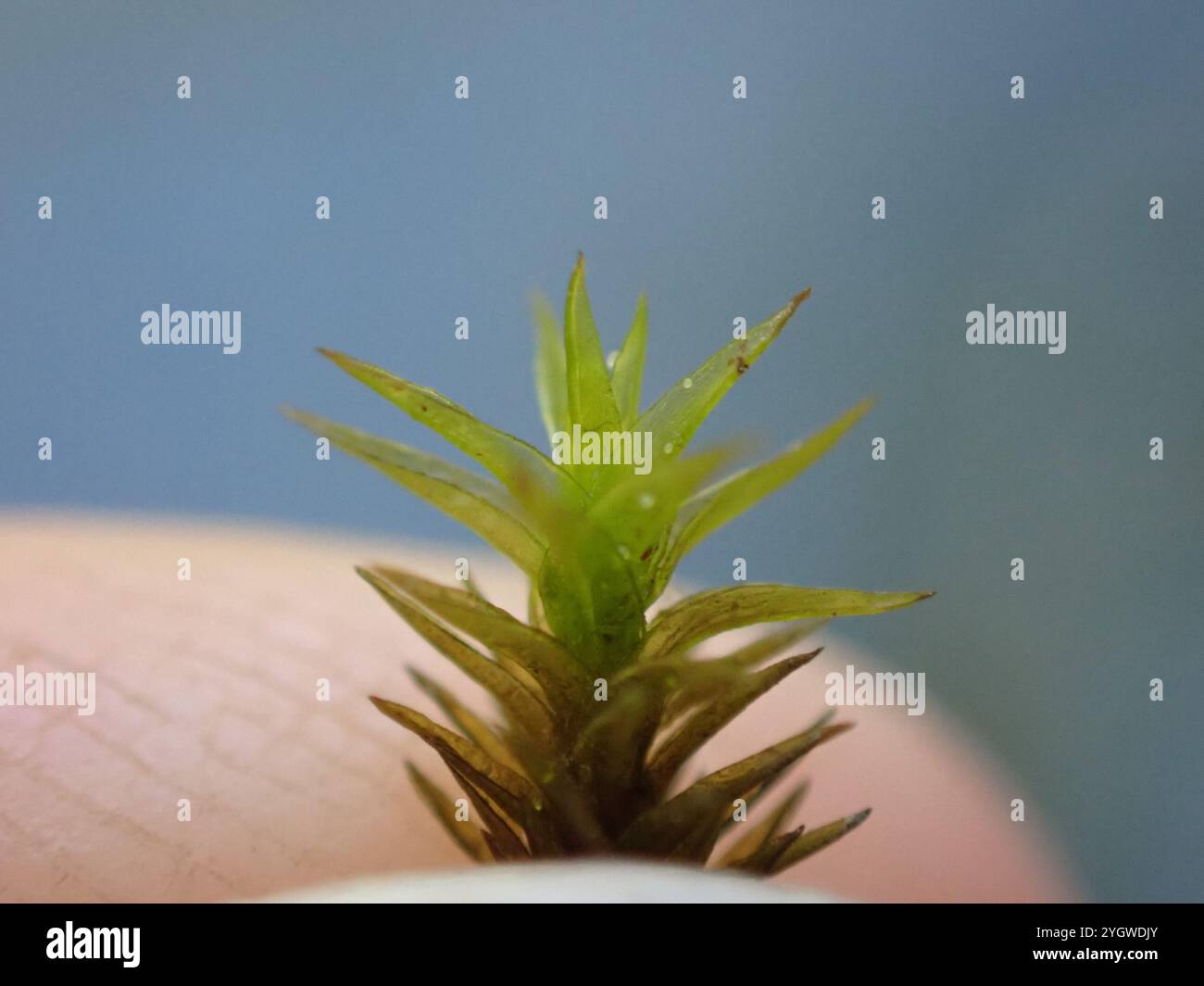 Yellow fringe moss hi-res stock photography and images - Alamy