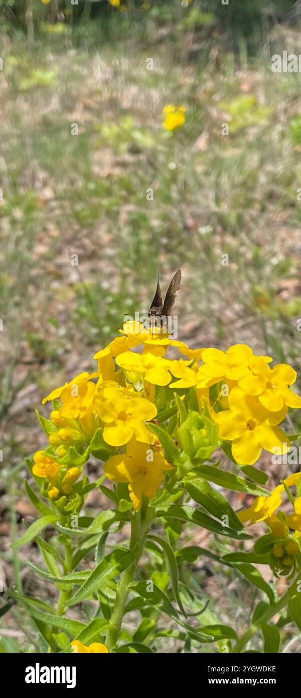 Dusted Skipper (Atrytonopsis hianna Stock Photo - Alamy