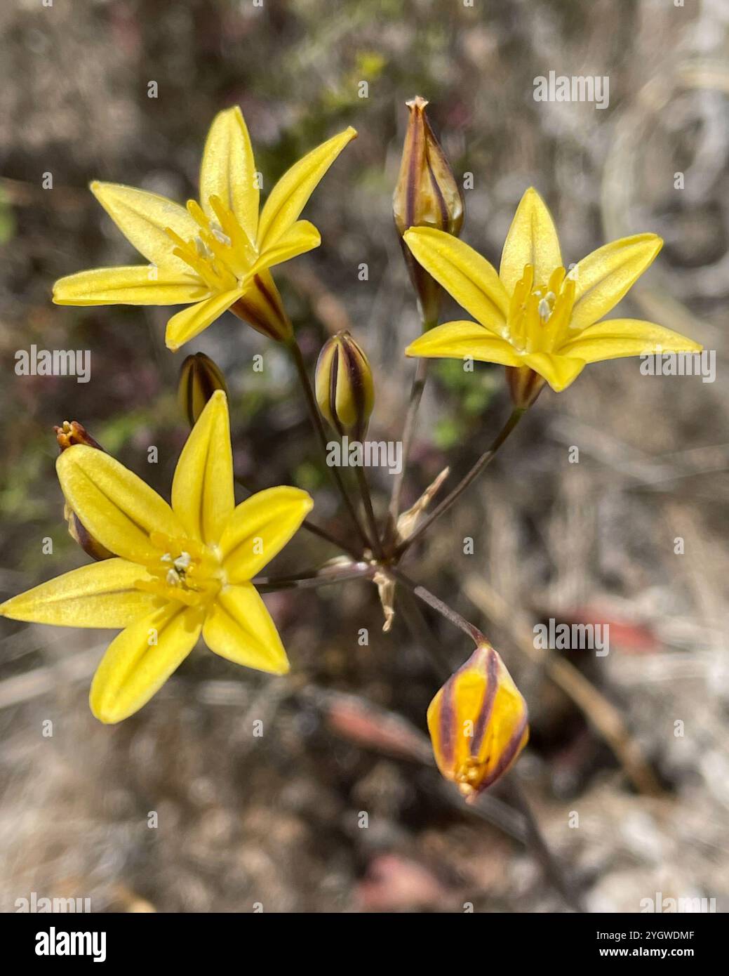 golden brodiaea (Triteleia ixioides ixioides Stock Photo - Alamy