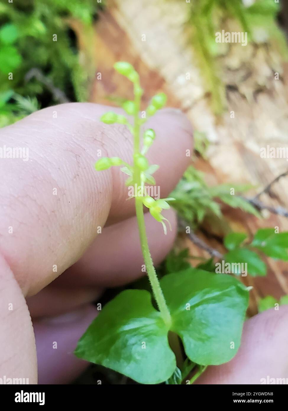 Heartleaf Twayblade (Neottia cordata Stock Photo - Alamy