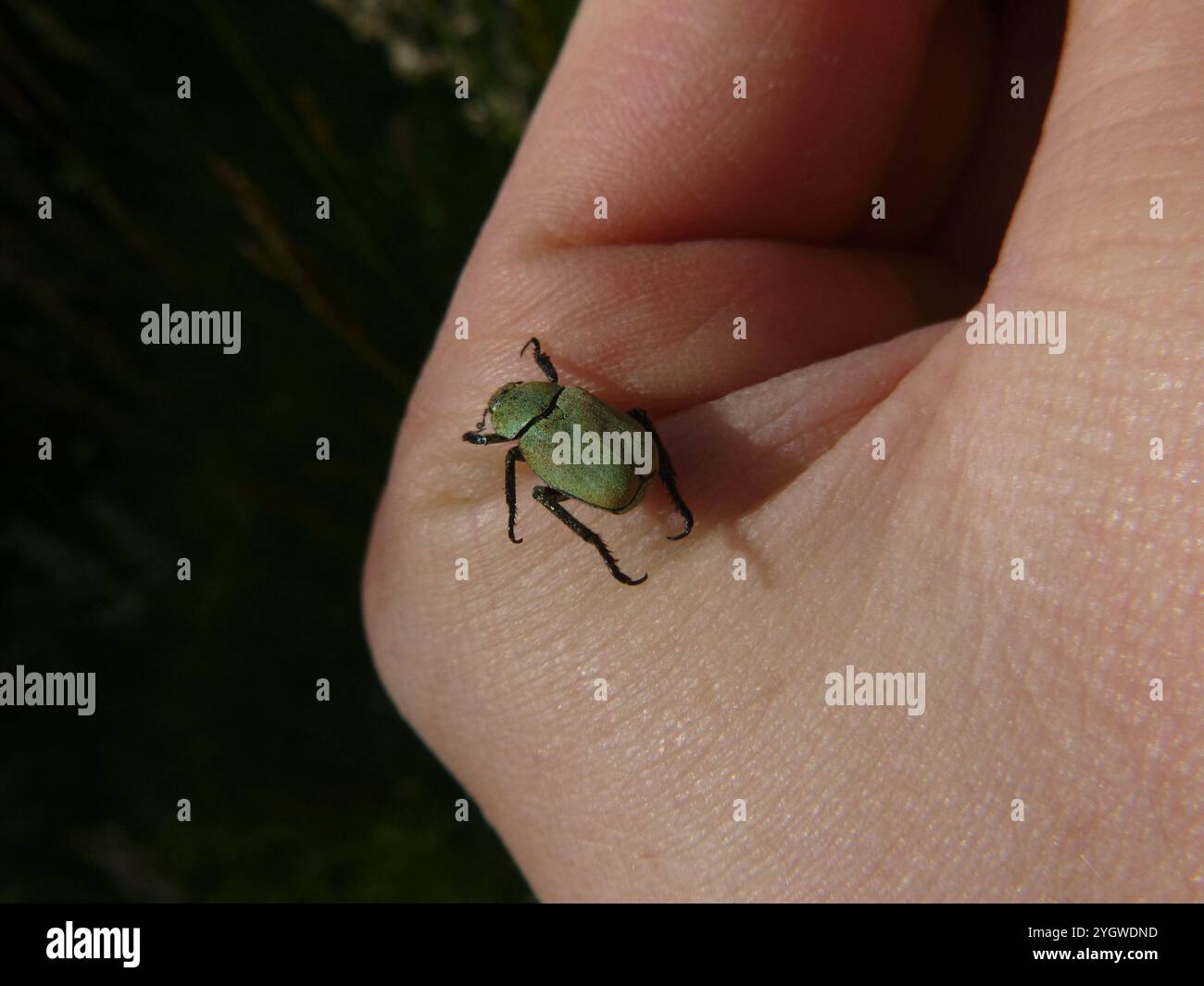 mountain monkey beetle (Hoplia argentea Stock Photo - Alamy