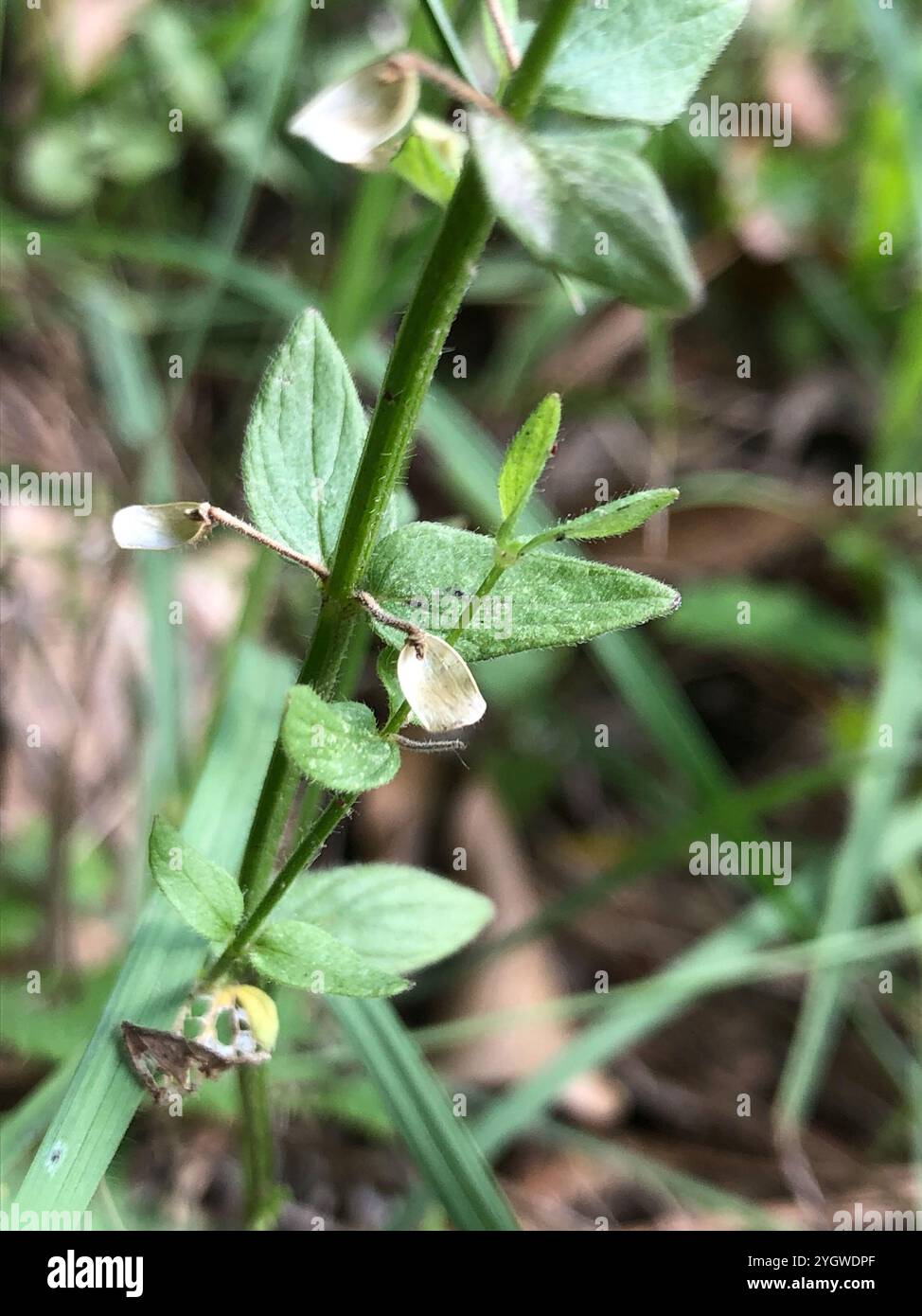 Scutellaria parvula hi-res stock photography and images - Alamy