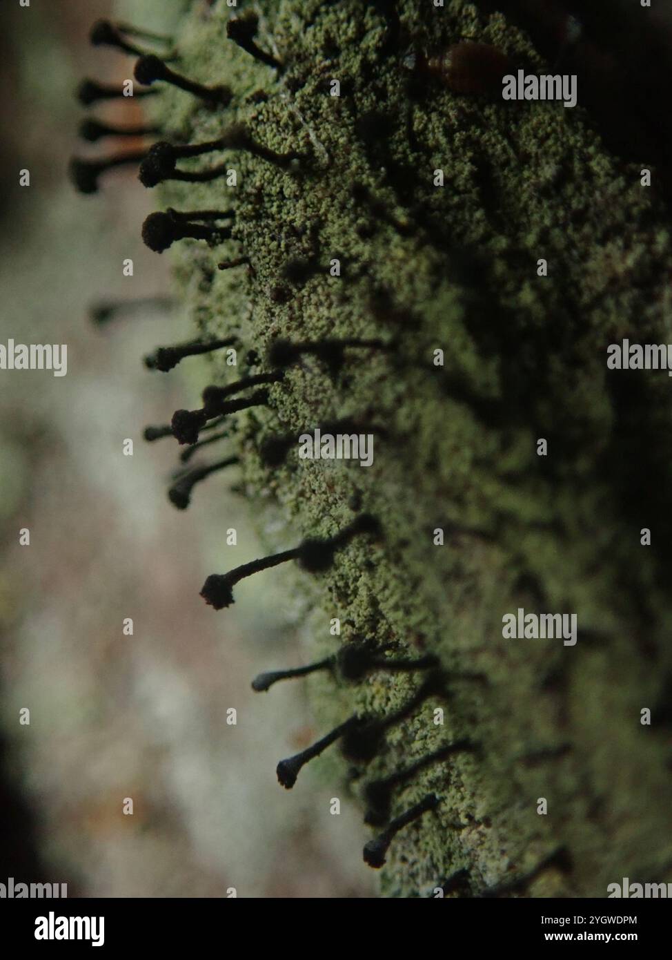 Green Stubble Lichen (Calicium viride Stock Photo - Alamy