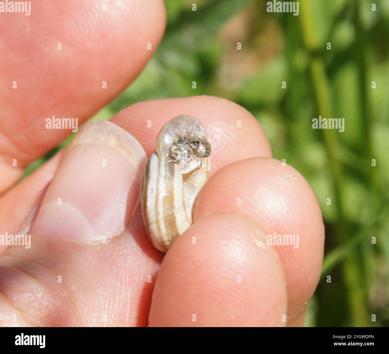 Heath snail hi-res stock photography and images - Alamy