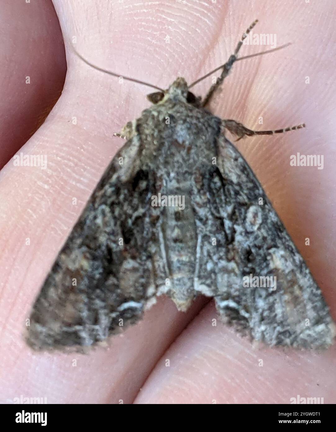 Cutworms and Dart Moths (Noctuinae Stock Photo - Alamy