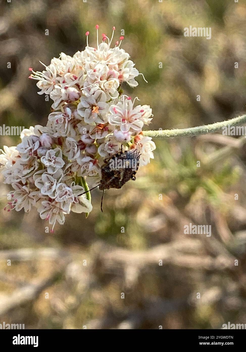 African Cluster Bug (Agonoscelis puberula Stock Photo - Alamy