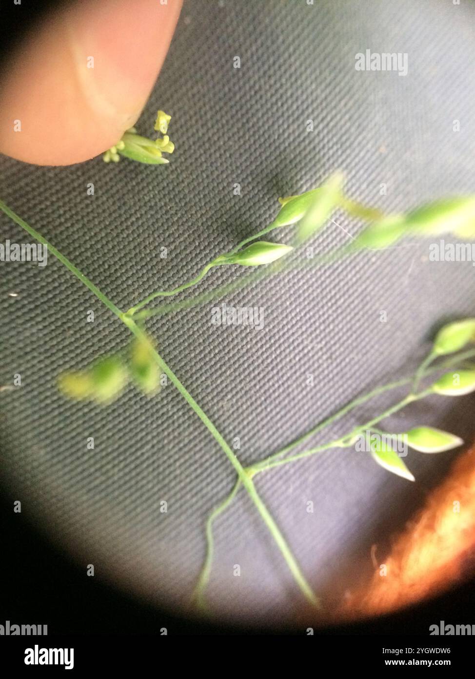 Wood Millet (Milium effusum Stock Photo - Alamy