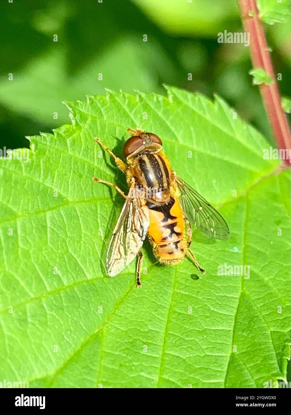 Bog Flies (Parhelophilus Stock Photo - Alamy