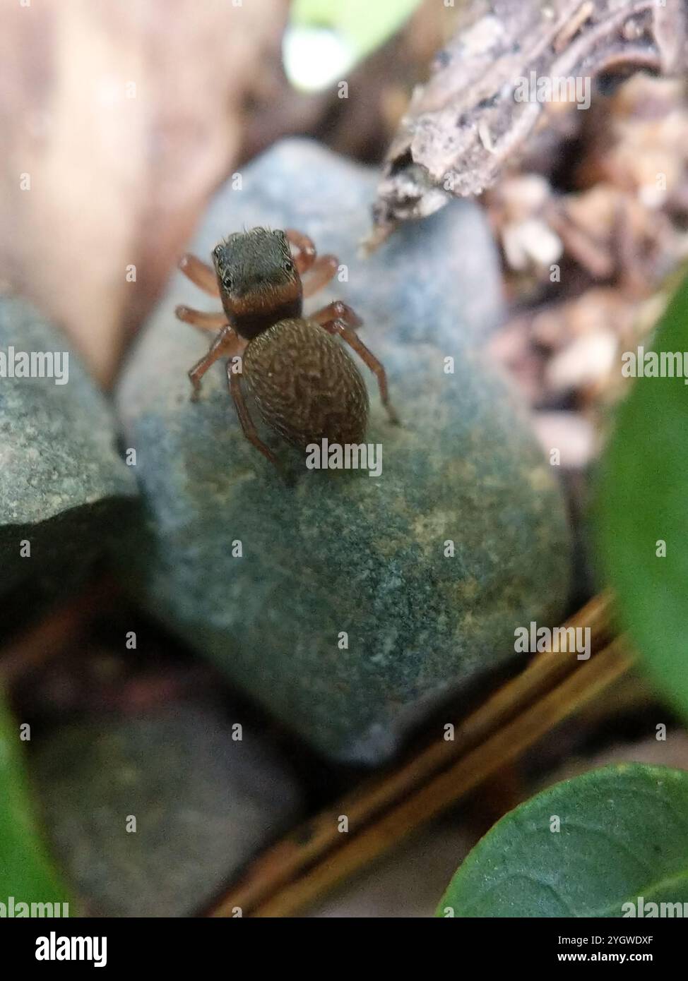 Little Mountain Jumping Spider (Chinattus parvulus Stock Photo - Alamy