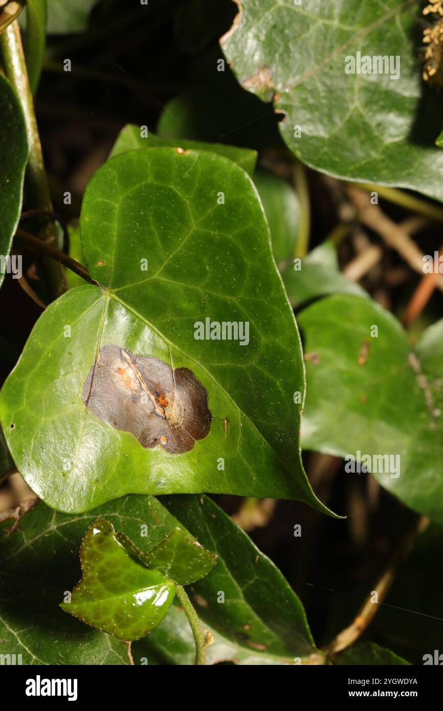 Leaf spot of ivy (Boeremia hedericola Stock Photo - Alamy