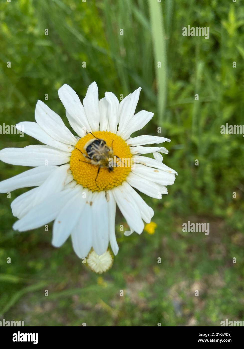 Bee-mimic Beetle (Trichiotinus assimilis Stock Photo - Alamy