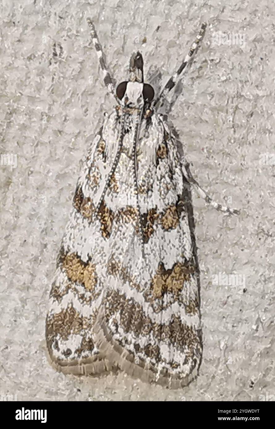 Meadow Grey (Scoparia pyralella Stock Photo - Alamy