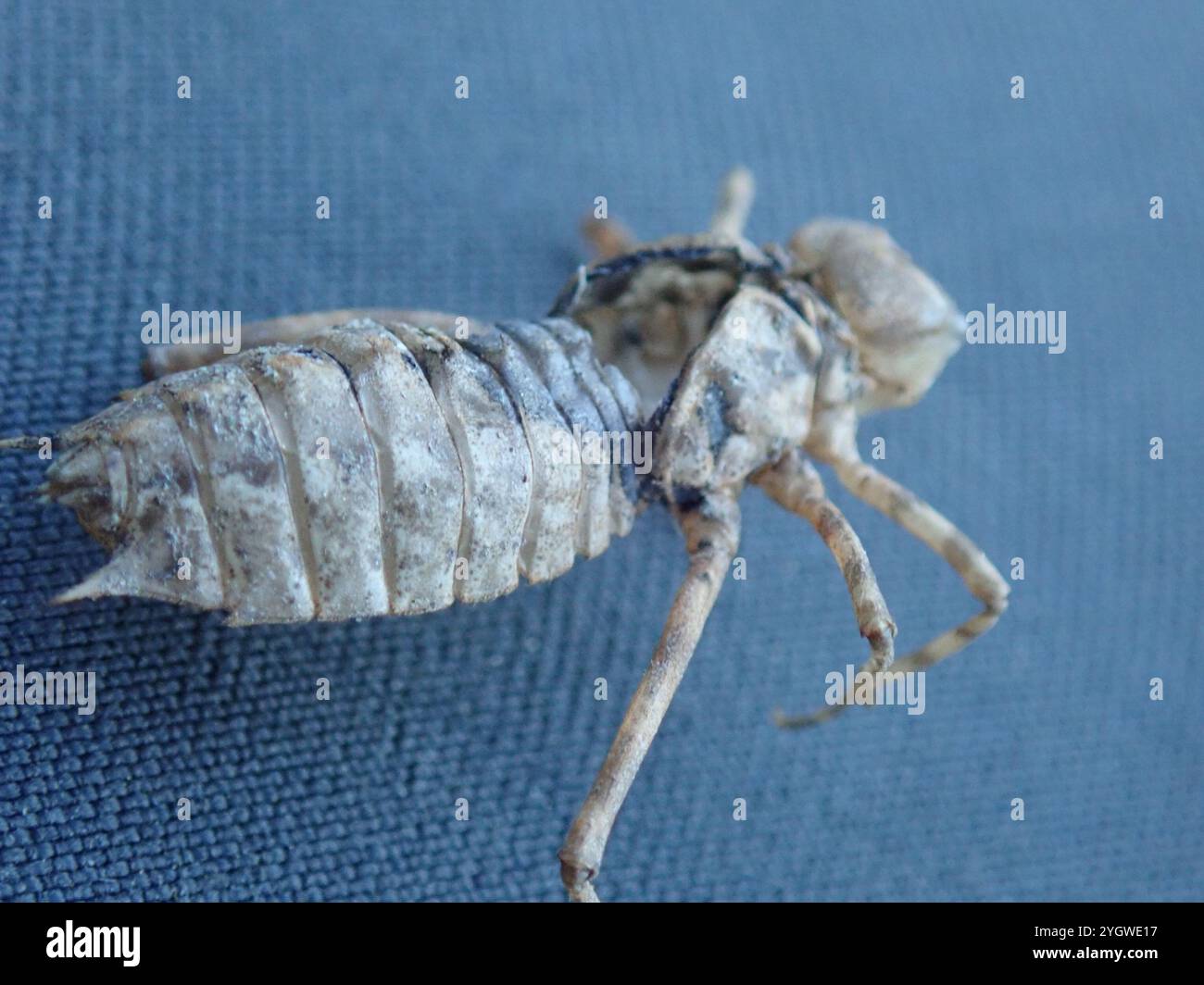 Spinigera hi-res stock photography and images - Alamy
