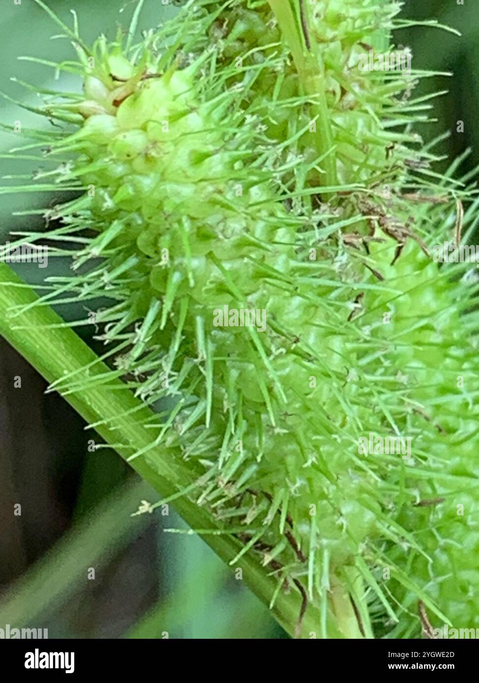 Franks sedge hi-res stock photography and images - Alamy