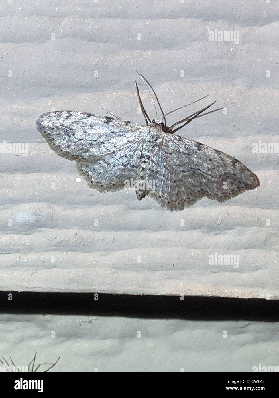 Geometer Moths (Geometridae Stock Photo - Alamy