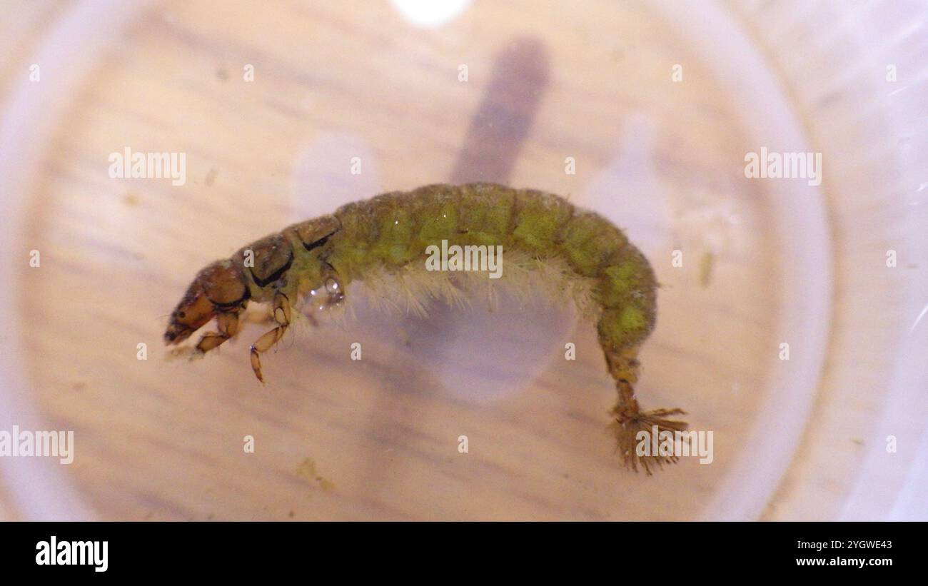 Hydropsyche hi-res stock photography and images - Alamy