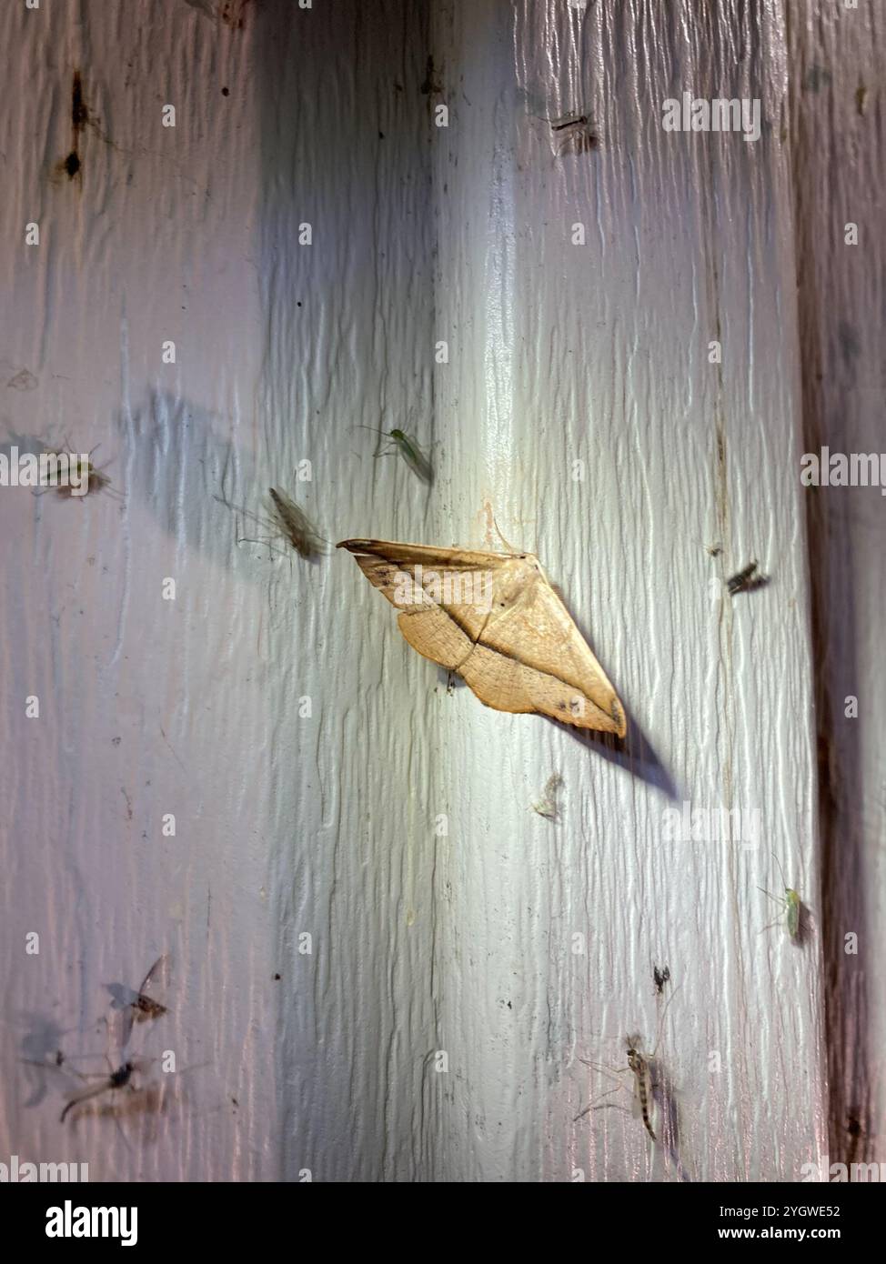 Olyzonaria hi-res stock photography and images - Alamy