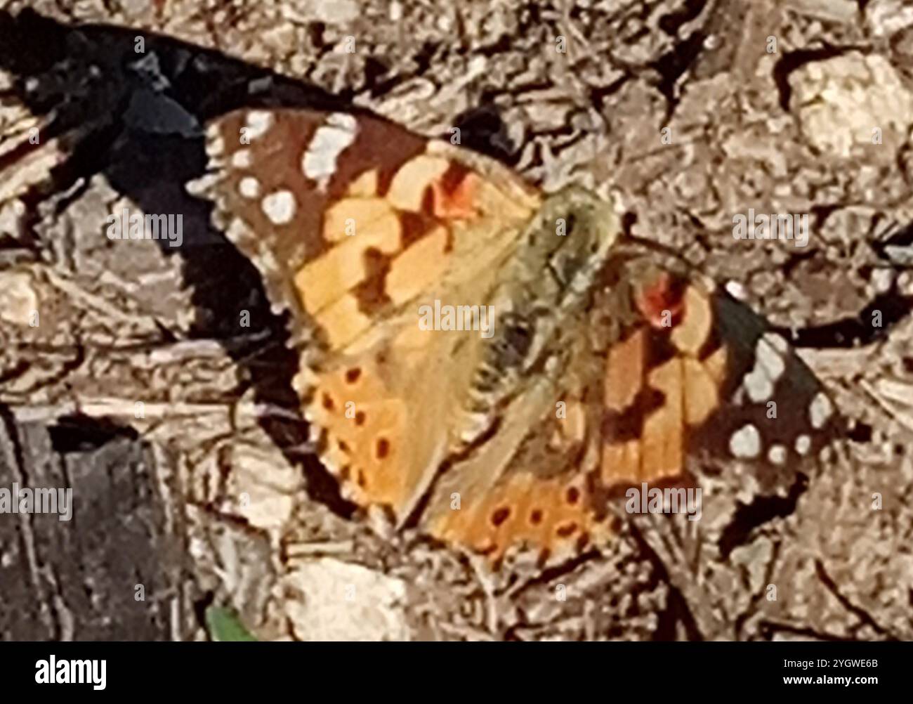 Painted Lady (Vanessa cardui Stock Photo - Alamy