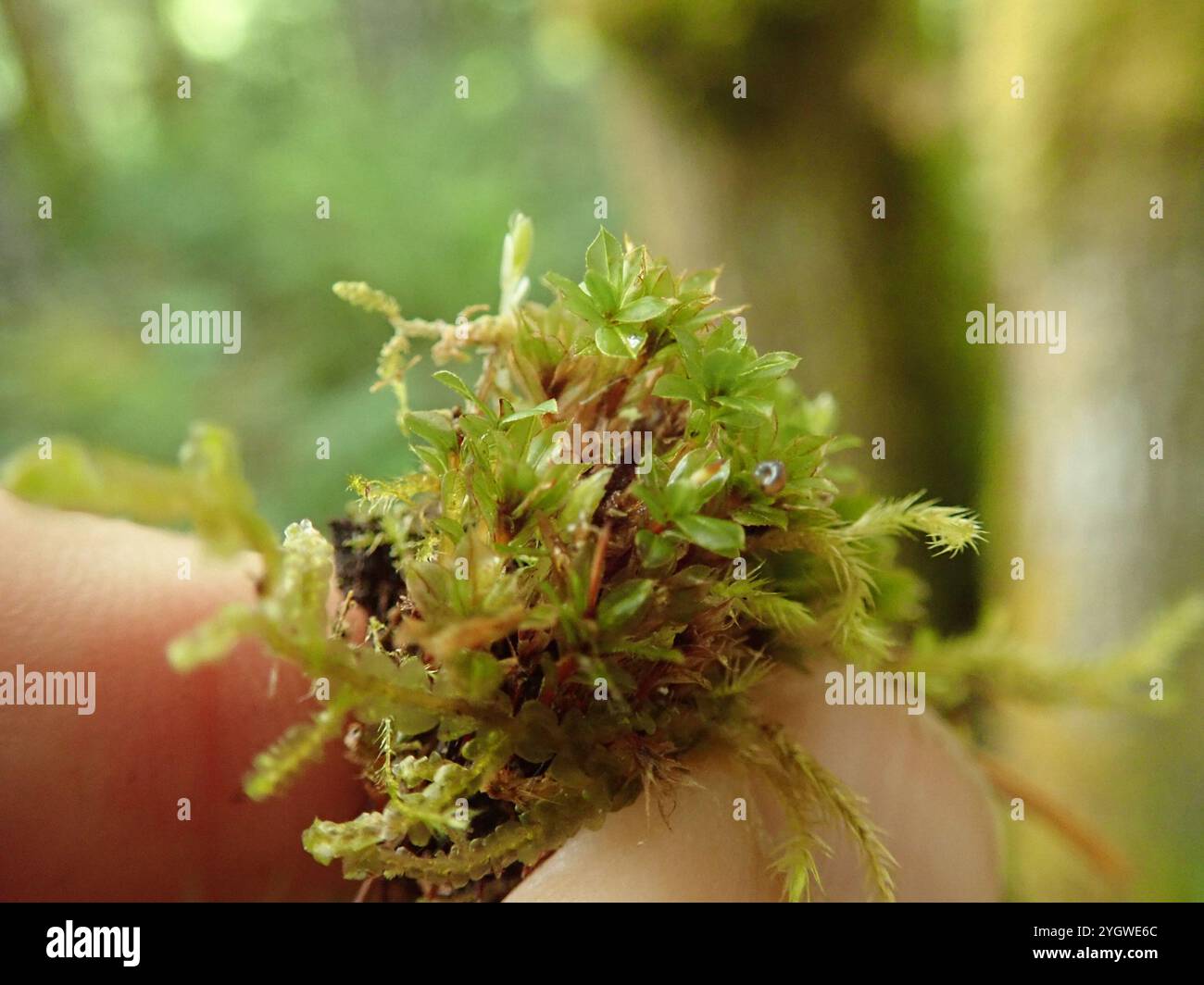 Red-mouthed Leafy Moss (Mnium spinulosum Stock Photo - Alamy