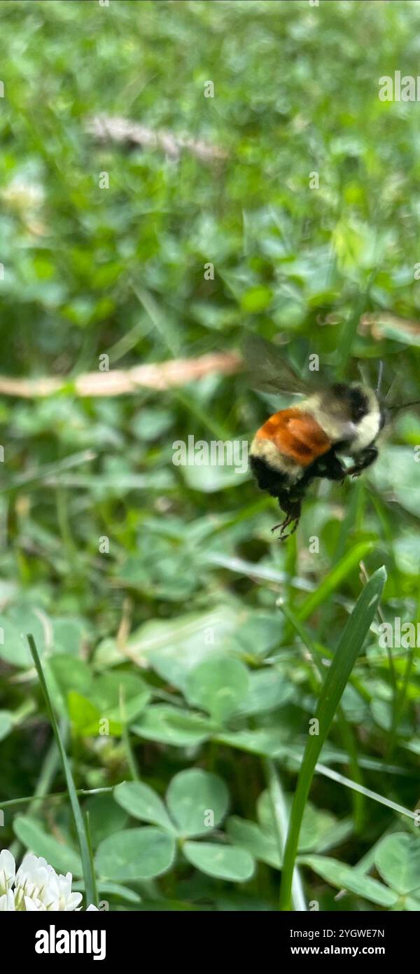 Tricolored Bumble Bee (Bombus ternarius Stock Photo - Alamy