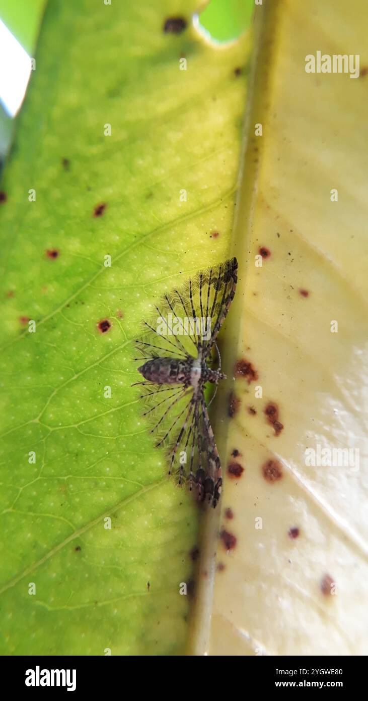 Many-plumed Moths (Alucitidae Stock Photo - Alamy