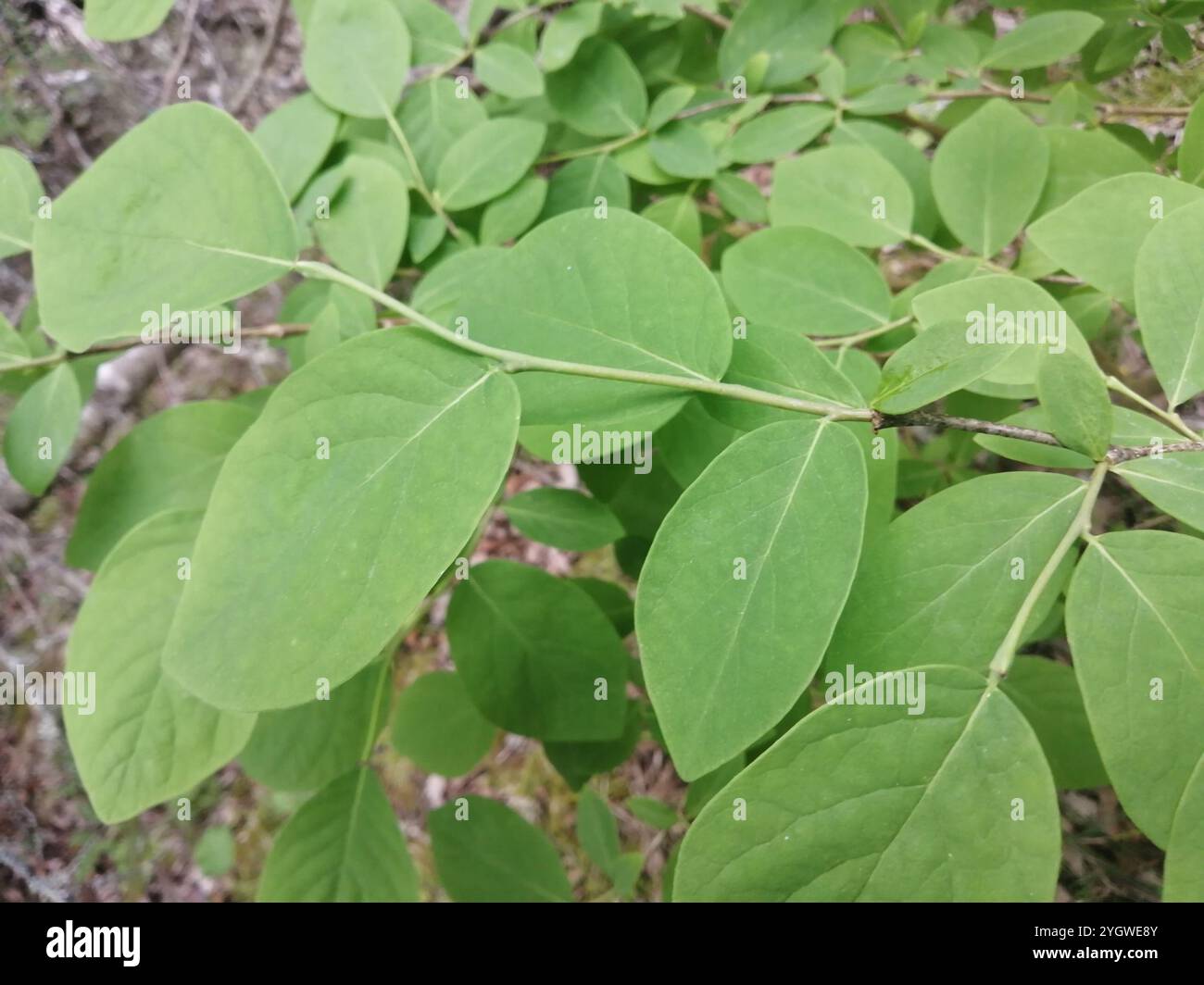 eastern leatherwood (Dirca palustris Stock Photo - Alamy