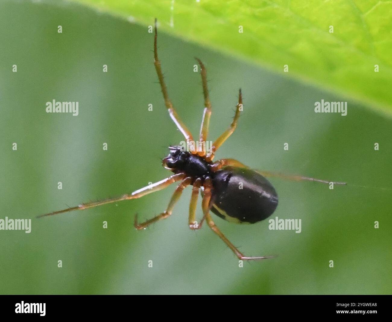 Sheetweb and Dwarf Weavers (Linyphiidae Stock Photo - Alamy