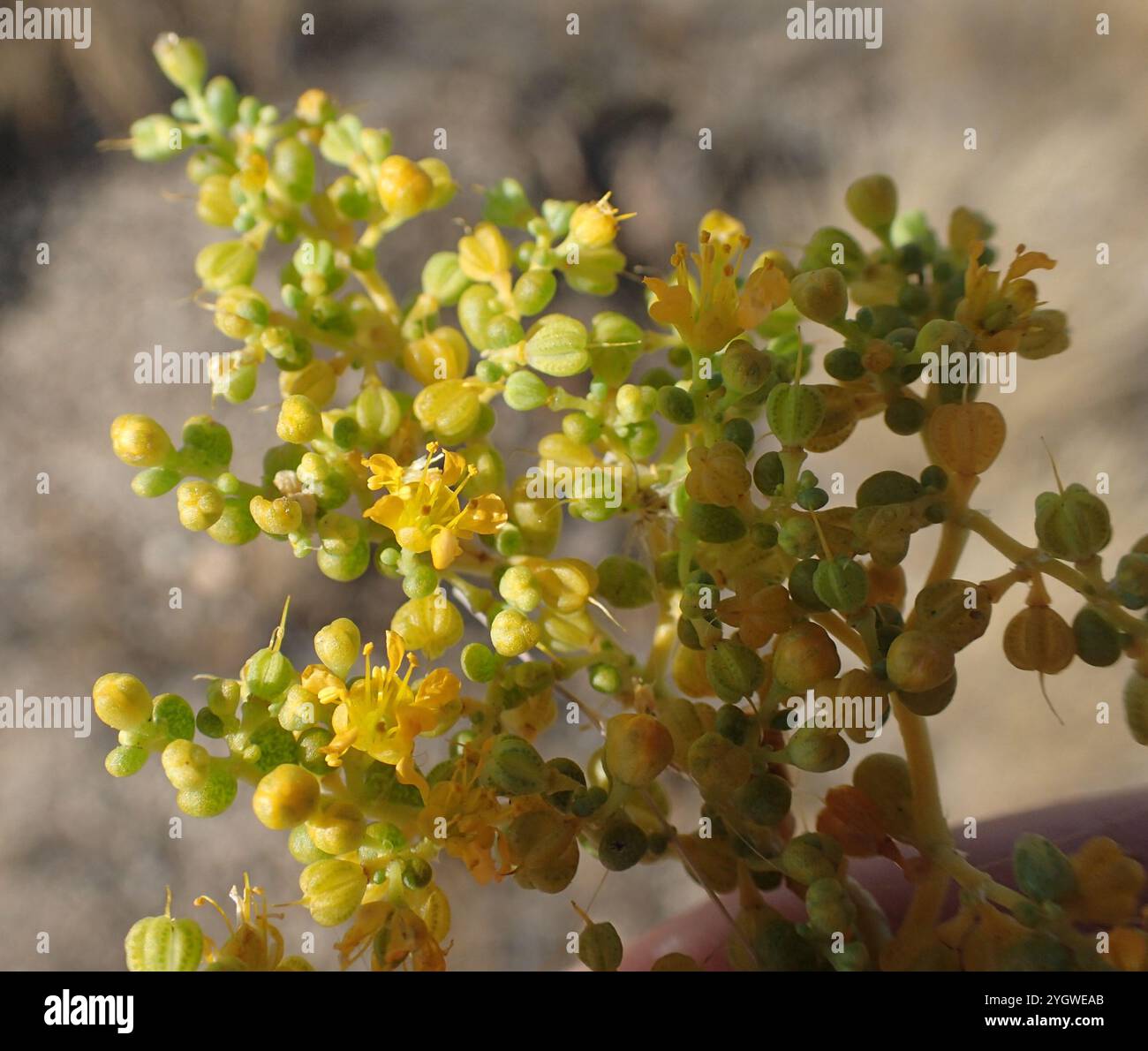 simple-leaved bean caper (Tetraena simplex Stock Photo - Alamy