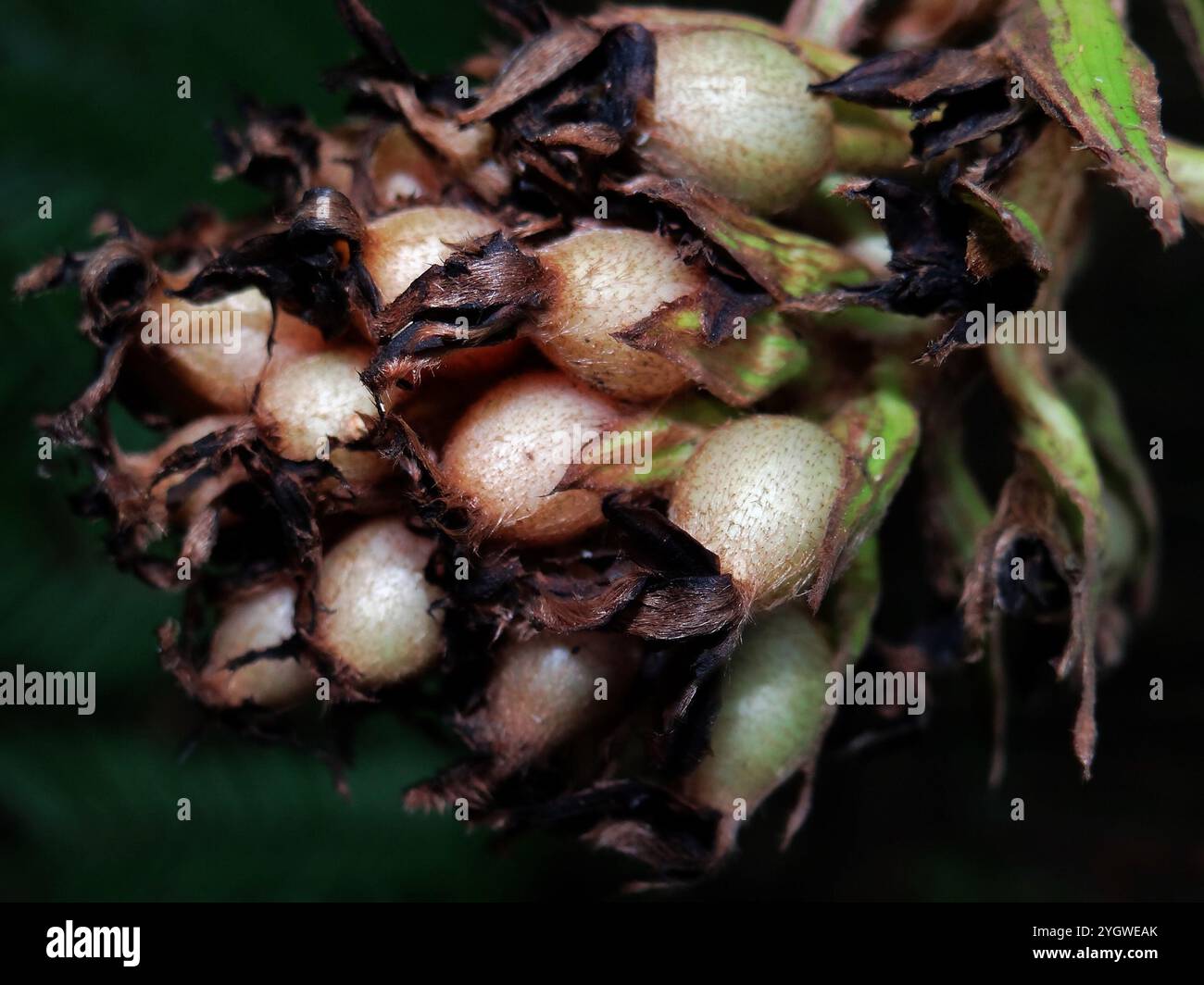 Molineria hi-res stock photography and images - Alamy