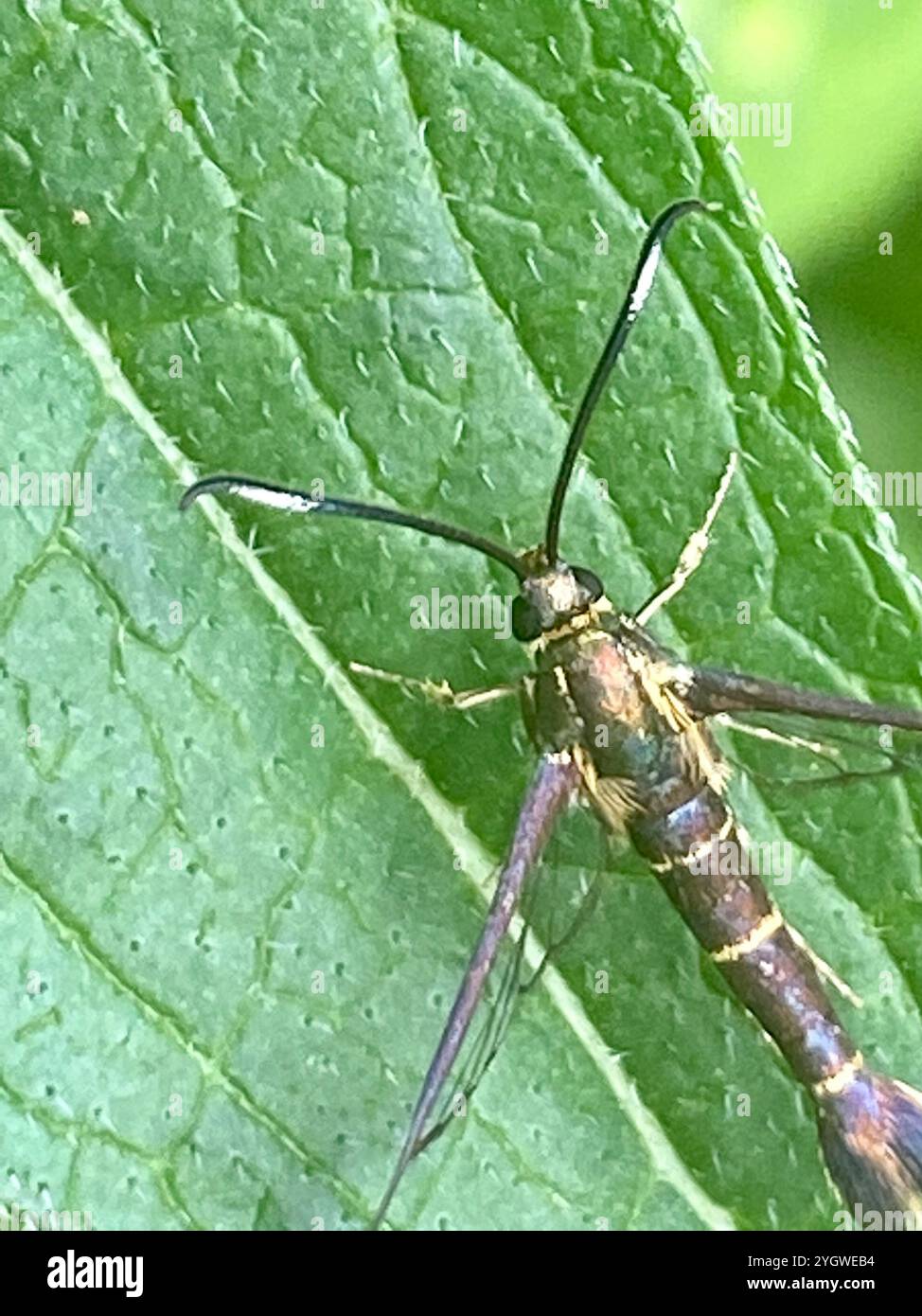 Ironweed Clearwing Moth (Carmenta bassiformis Stock Photo - Alamy