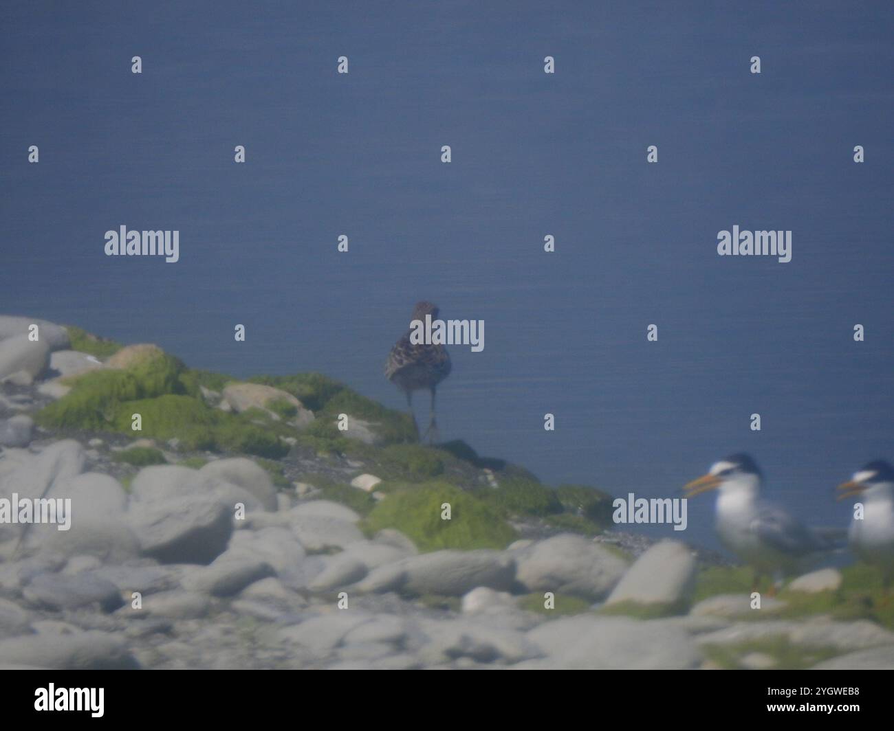 Sharp-tailed Sandpiper (Calidris acuminata Stock Photo - Alamy