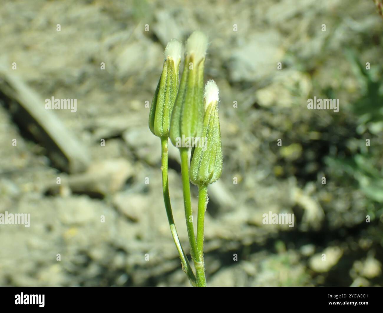 Annual Agoseris (Agoseris heterophylla Stock Photo - Alamy