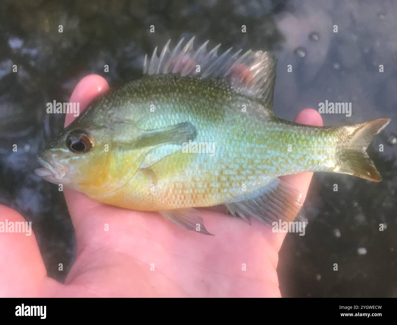 Redbreast sunfish hi-res stock photography and images - Alamy