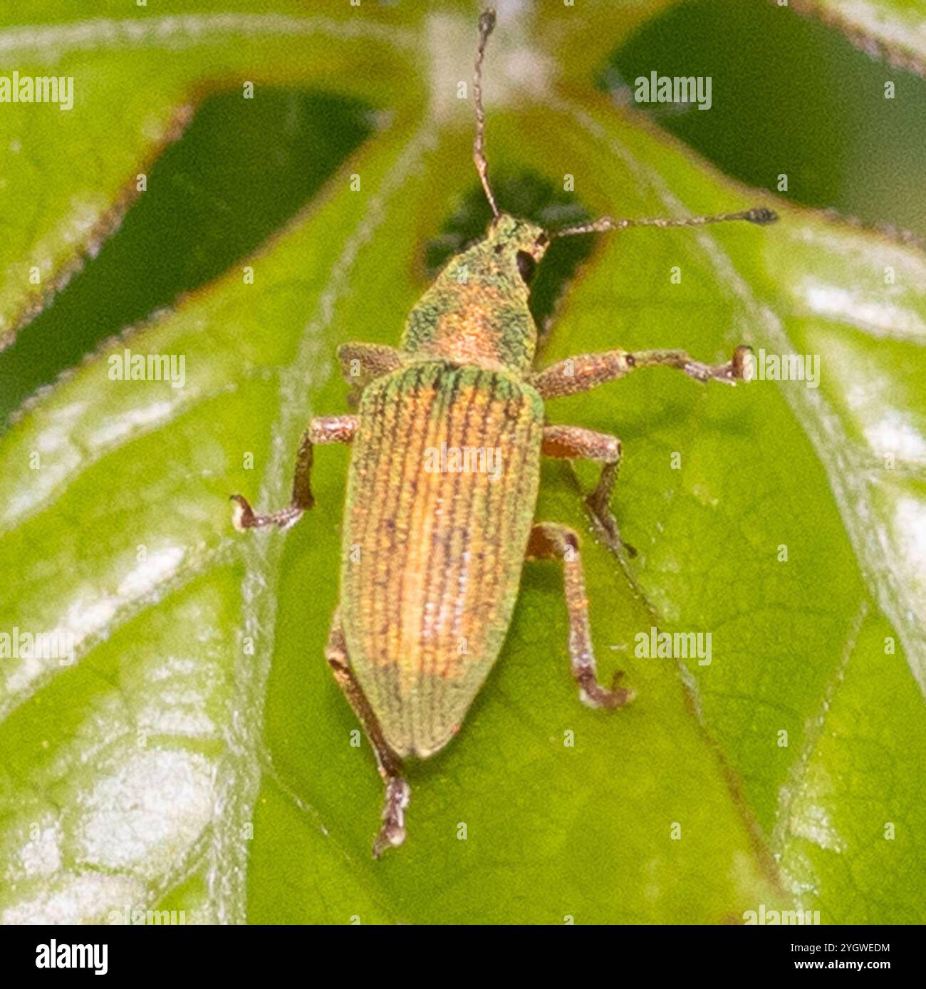 Green Immigrant Leaf Weevil (Polydrusus formosus Stock Photo - Alamy